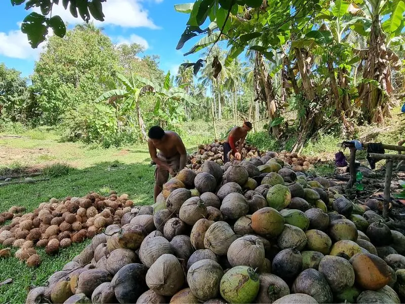 Transforming Coconut Husk into Gold: The Power of Natural Mulching ...